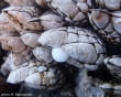 How gooseneck barnacles mate despite having ‘unusually short’ penises ...