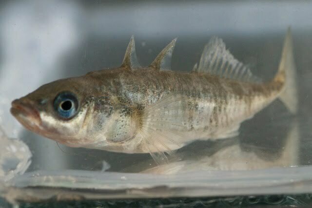 Construction begins on Dr. Dan Bolnick’s stickleback lab. | Bamfield ...