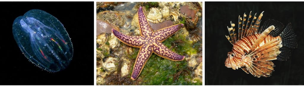 “Poster children” of invasion over-represented in marine research ...